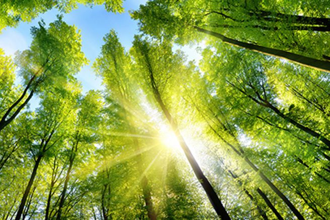 100% renewable products with International Paper by 2030